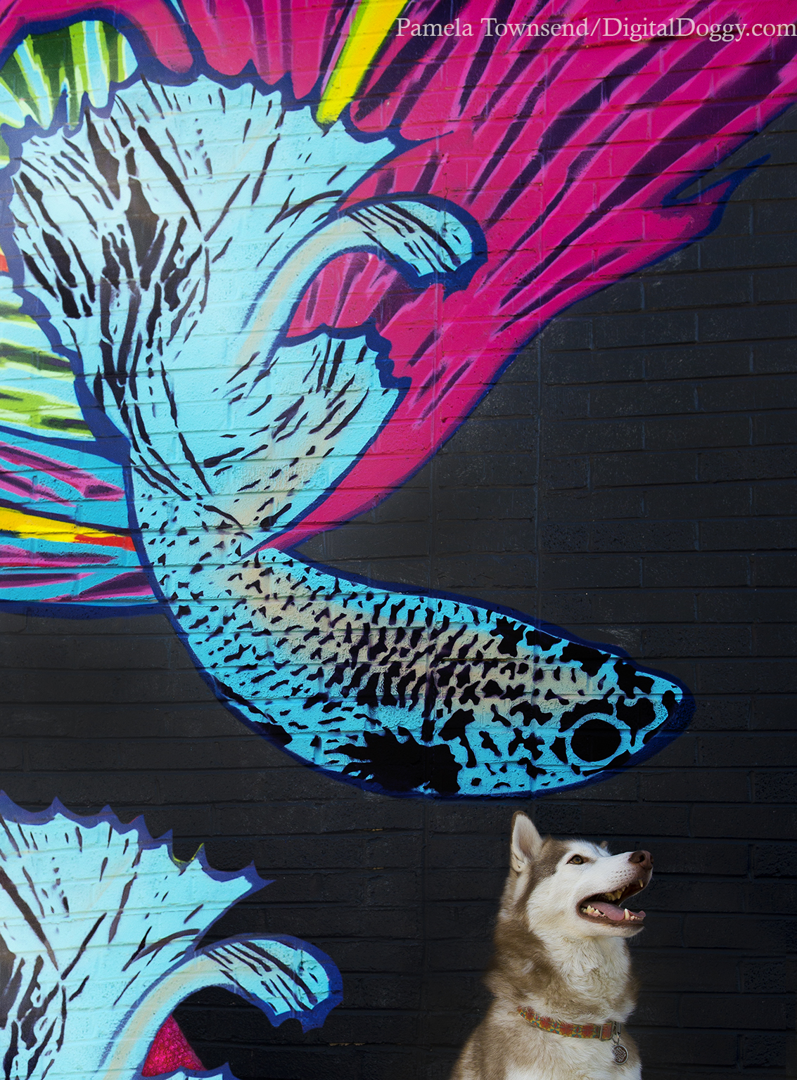 About the Woof | The Big Bad Woof