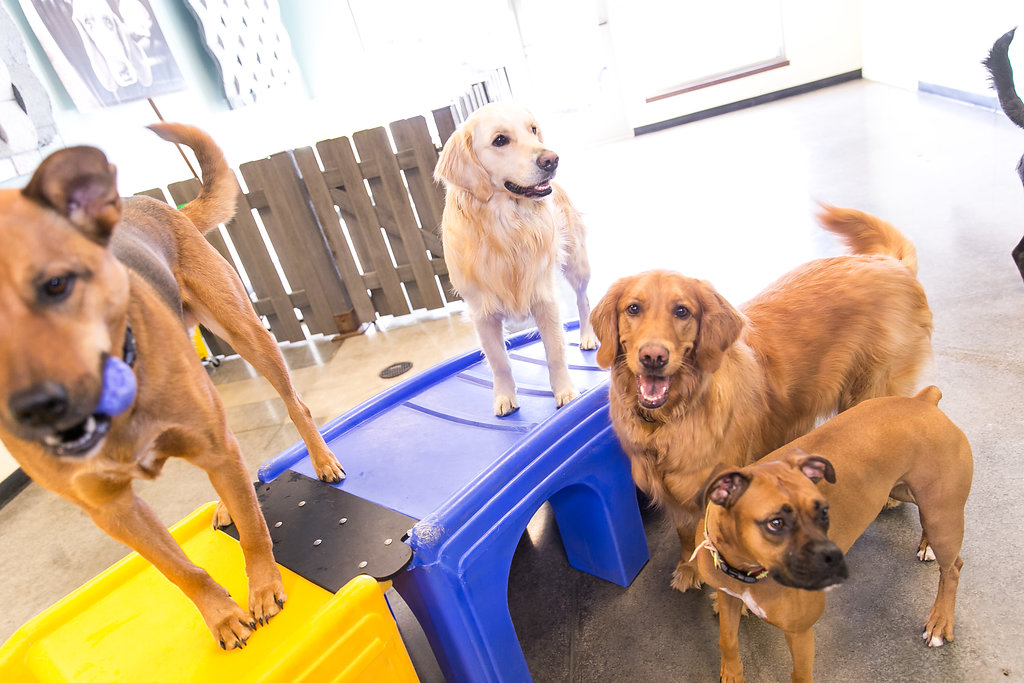 Dog Daycare | Dee-O-Gee FRKLN