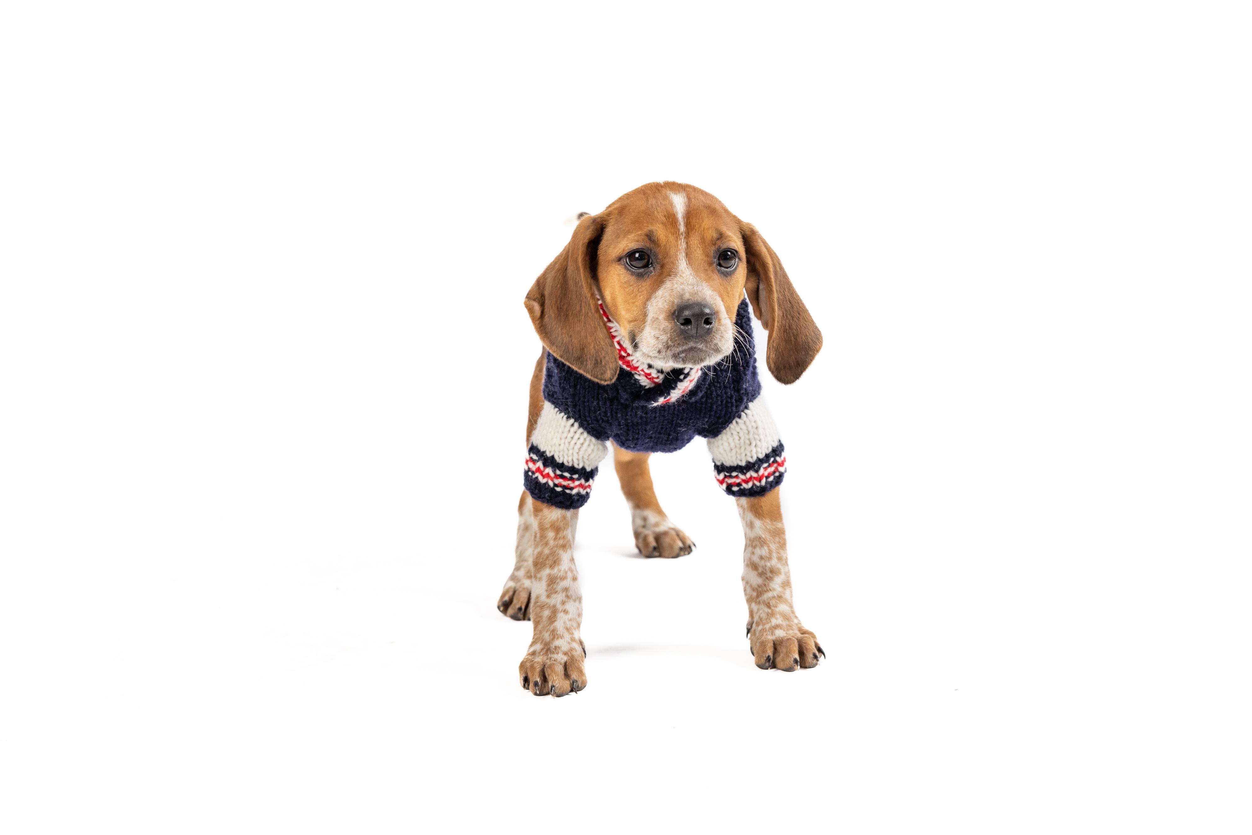 Chilly Dog Varsity Dog Sweater, Small | The Big Bad Woof